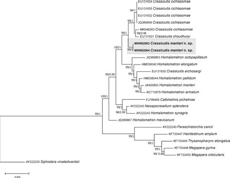 maximum likelihood ml and bayesian inference bi tree of megaperid