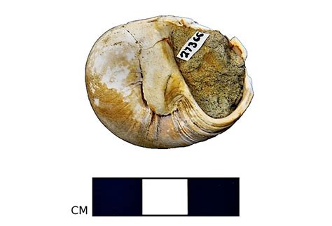 Fossil Type Specimens In The Condon Fossil Collection Museum Of Natural And Cultural History
