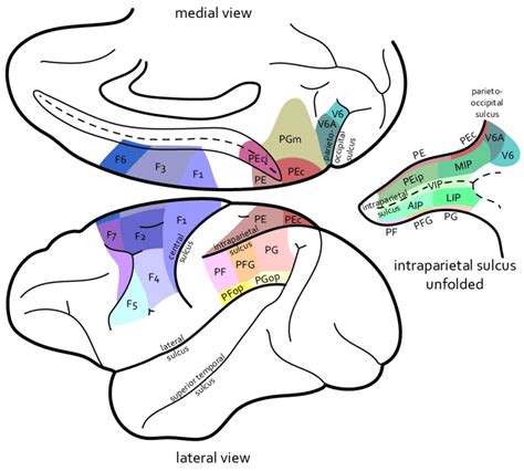 1 Areas Of Macaque Parietal And Frontal Motor System Functional And Download Scientific Diagram