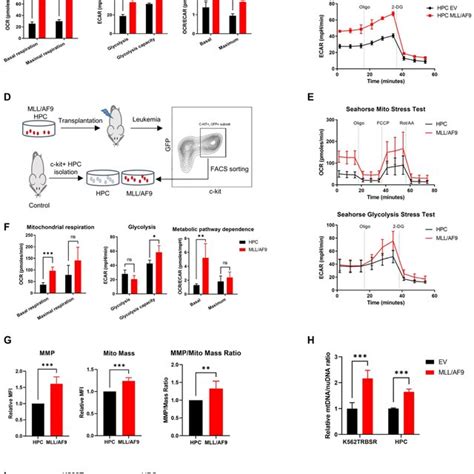 Metabolic Phenotype Of Mll Af9 Aml Cells Schematic Outline Of Results Download Scientific