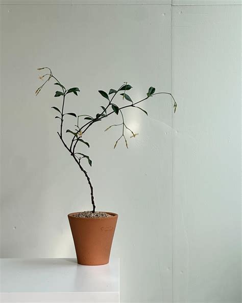 식물의시간 광명식물가게• 식물인테리어•개업화분•식물선물 Leptospermum Scoparium ️판매완료 황홀한 꽃의 자태를 보여주는 호주매화 ️화분지름 12