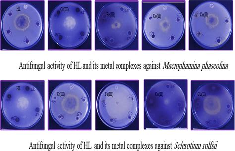 Antifungal Activity Of The Ligand And Its Metal Complexes Download Scientific Diagram