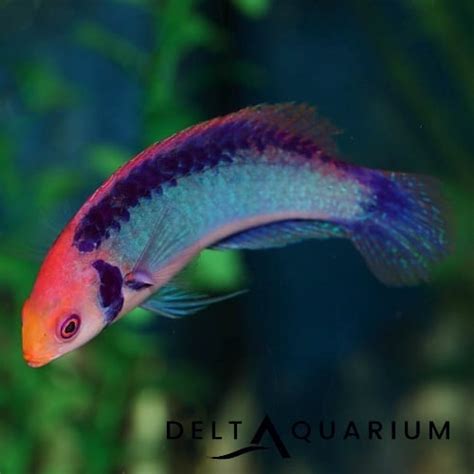 Koi Fairy Wrasse