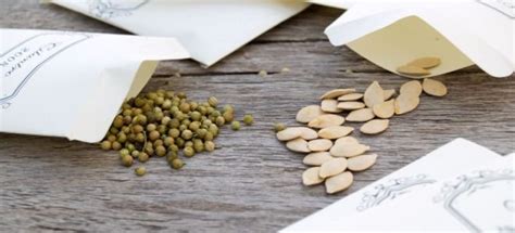 How To Harvest And Store Seeds DoItYourself Com