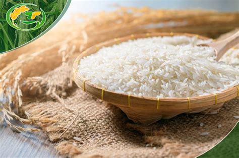 Giống Lúa St Của Sóc Trăng Những Phẩm Chất Tuyệt Vời Vn