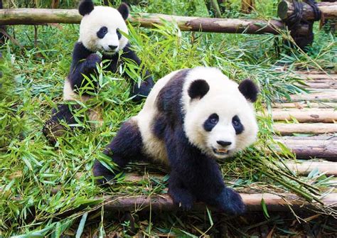 5 Days Jiuzhaigou Huanglong Tour From Chengdu Jiuzhaigou Tour