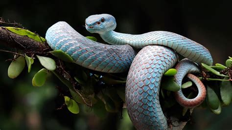 Closeup View Blue Python On Tree Branch Green Leaves Black Dark Background HD Snake Wallpapers