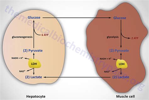 Gluconeogenesis Pyruvate Amino Acids At Ronald Lockett Blog