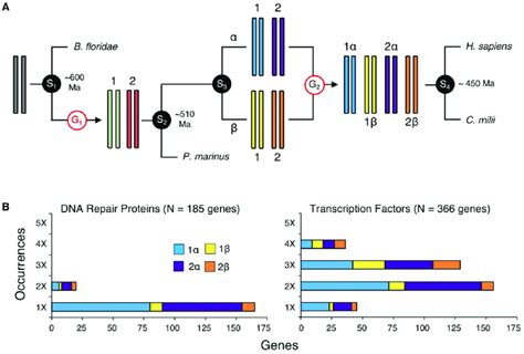 The Simakov Et Al 2020 Model Of Vertebrate Genome Evolution A Download Scientific Diagram