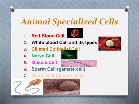 Specialized Cells Biology Pptx