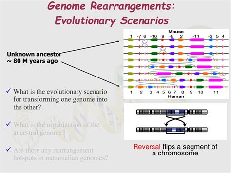 Ppt Genome Rearrangements From Biological Problem To Combinatorial