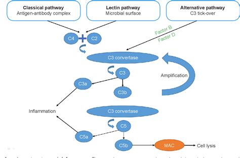 Figure 1 From Application Of C5 Inhibitors In Glomerular Diseases In