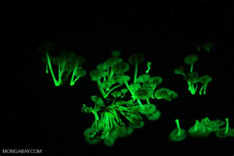 Pictures Of Blood Sucking Worms In Malaysia