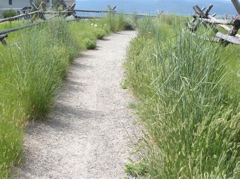 Thinopyrum Intermedium Picturethis