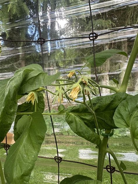 Fruit Isnt Setting Rtomatoes