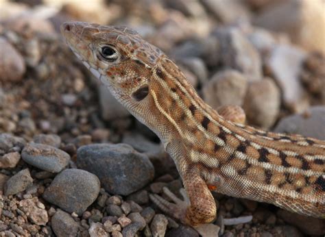 Acanthodactylus Maculatus “wild” Pictures