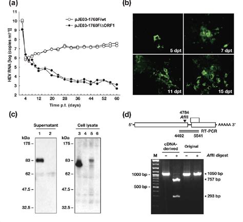 Figure 2 From Construction Of An Infectious Cdna Clone Of Hepatitis E