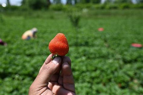 Як отримати добрий врожай полуниці поради досвідчених городників Читайте на Ukr Net