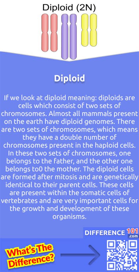 Picture Of Diploid