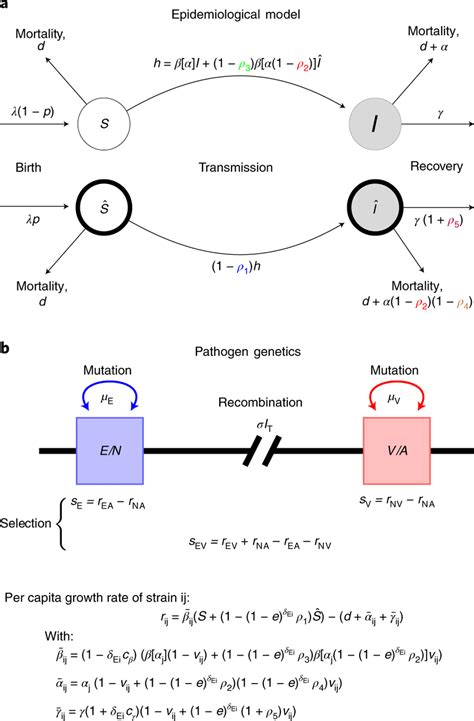 Schematic Of The Epidemiological Model And The Evolutionary Model A We Download Scientific
