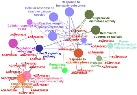 Predicted Protein Protein Interaction Map Of Proteins Identified In