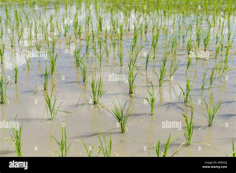 Planting Paddy Rice Field Stock Photo Alamy