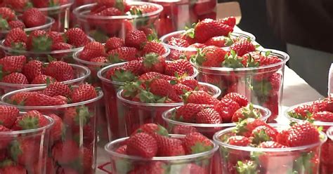 향긋한 딸기의 달콤한 유혹 논산 딸기 축제 북적