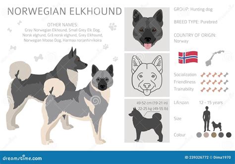 Norwegian Elkhound Clipart Different Poses Coat Colors Set Stock