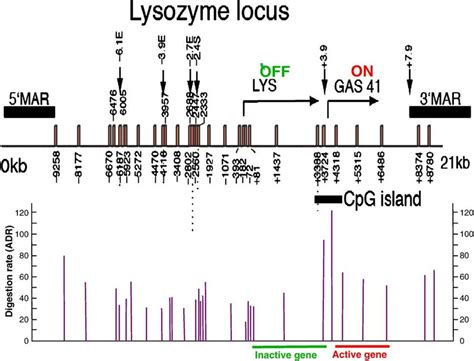 Plot Of Adr Values Across The Lysozyme Locus That Includes The Gas41 Download Scientific
