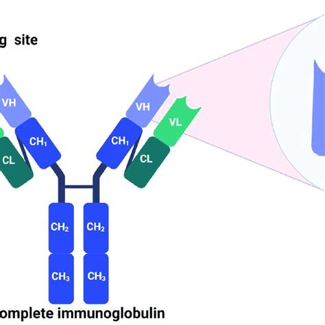 Structure Of Scfv Scfv Structure Is Composed Of The Vh And Vl Chains