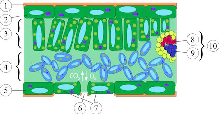 Spongy Mesophyll Cells