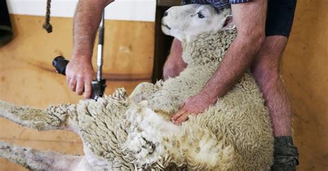 Preparing For Sheep Shearing
