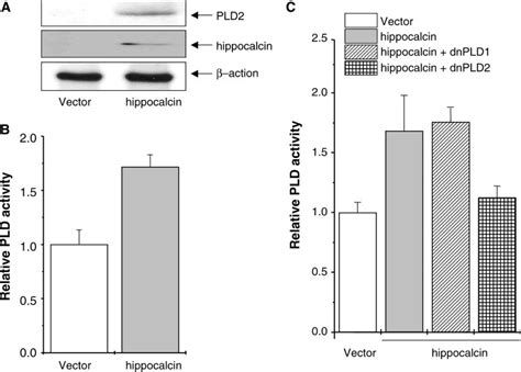 Characterization Of Nih3t3 Cells Over Expressing Hippocalcin A Nih3t3