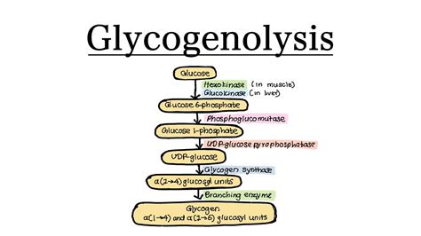 Glycogenesis Steps Glycogenesis And Glycogenolysis Concise Medical