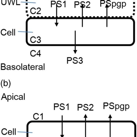 Schematic Of P Gp Substrates Across The Cell Monolayer In Vitro A