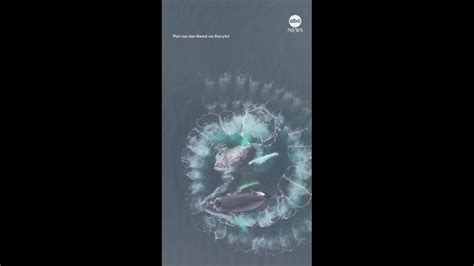 Humpback Whales Form Fibonacci Spiral In Antarctica Waters