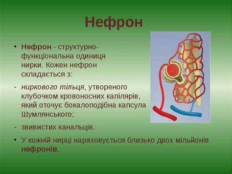 Нирки презентація з біології