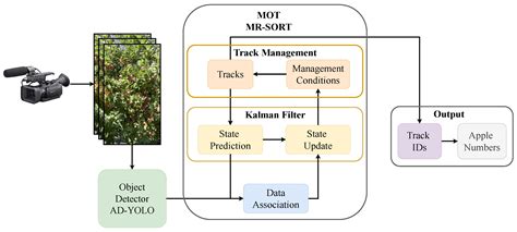 automatic apple detection and counting with ad yolo and mr sort