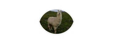 Ios Making Uiimageview Rounded Stack Overflow