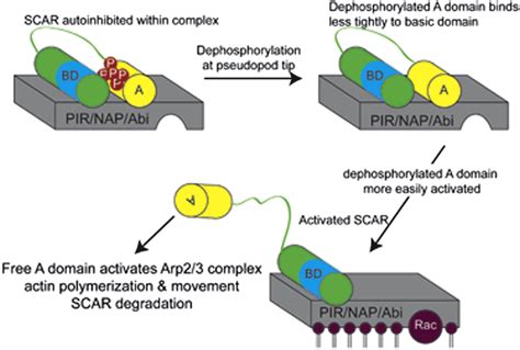 Pseudopod Growth And Evolution During Cell Movement Is Controlled