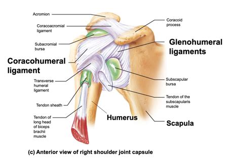 Shoulder Joint Diagram Quizlet
