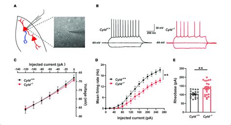 Reduced Intrinsic Excitability Of The Principal Neurons In The Bla Of Download Scientific
