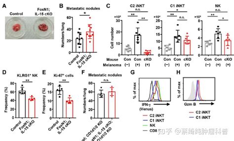 恒定自然杀伤t细胞：更强的毒性与抗肿瘤活性 知乎