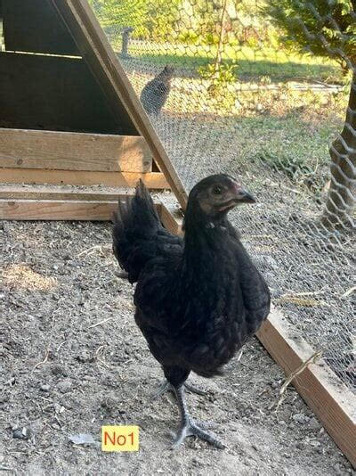 Sex Identification Help Backyard Chickens Learn How To Raise Chickens