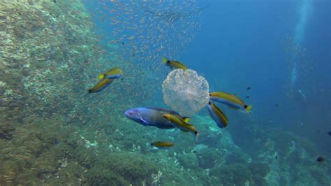 Jellyfish Eating Fish