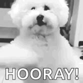 Hooray  Cute Funny