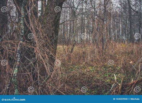 A Fallen Tree Is Rotting In The Middle Of The Forest Stock Photo Image Of Leaf Forest