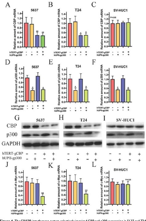 Figure 4 From A Crispr Interference Of Cbp And P300 Selectively Induced Synthetic Lethality In