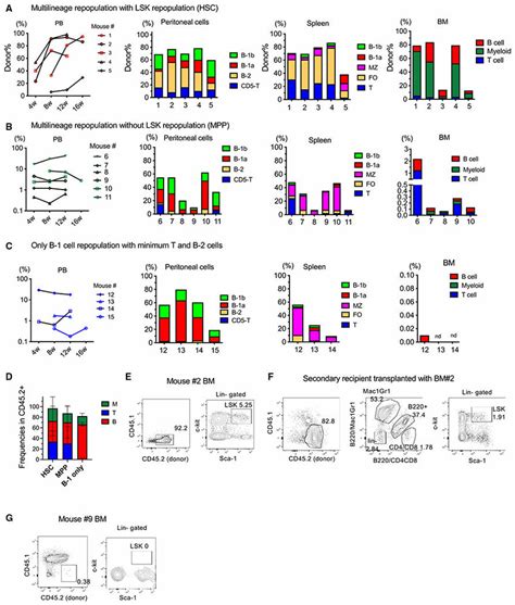 Lt Hscs Mpps And B 1 Repopulating Cells Arise Independent From Vc