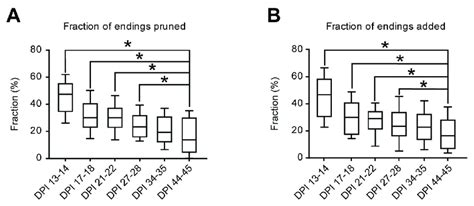 Figure S1 4d Structural Plasticity Analysis Of Dendritic Remodeling In Download Scientific